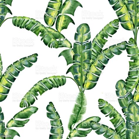 바나나는 매끄러운 수채화 무늬를 남깁니다 끝없는 열대 손으로 그린 녹색 배경은 벽지와 직물입니다 이국적인 숲과 농장 공예 제품에 대한 스톡 벡터 아트 및 기타 이미지