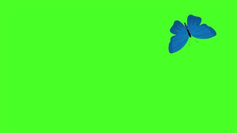 Butterfly Animation Stock Video Footage For Free Download