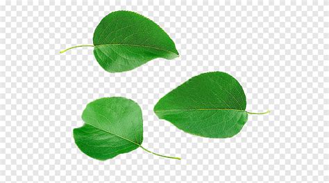 아시아 배 잎 컴퓨터 파일 배의 잎 서식 파일 수채화 잎 Png Pngegg