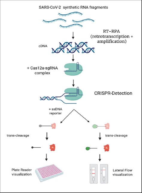 Crispr Based Detection Method For Novel Coronavirus General Scheme Of Download Scientific Diagram
