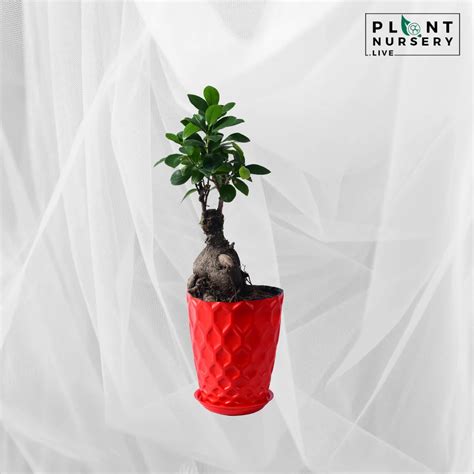 Clay Ficus Microcarpa Ginseng Bonsai At Rs 300piece In Sonipat Id