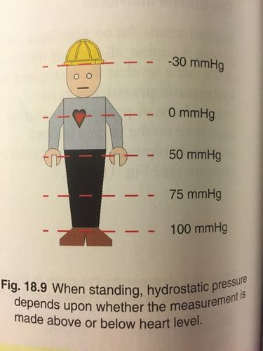 Ch 18 Hemodynamics Flashcards Quizlet