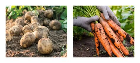 Які рослини потрібно посадити поруч з картоплею та морквою