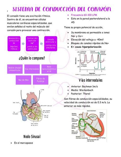 Sistema De Conducción Del Corazón Citlaly Hernández Arcos Udocz