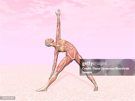 Extended Triangle Pose Photos And Premium High Res Pictures Getty Images