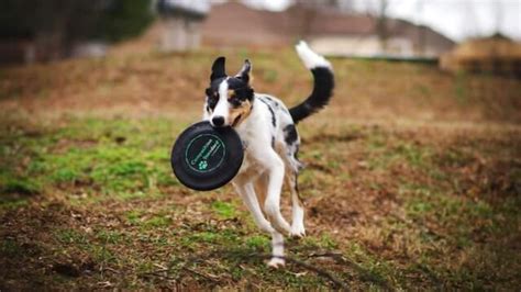 How To Teach My Dog To Play Frisbee A Comprehensive Guide With Step By