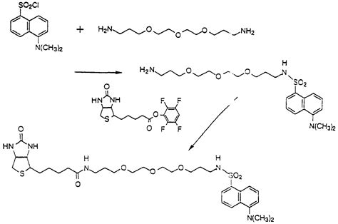 Dansyl Compounds Dimethylaminonaphthalenesulfonyl Compounds