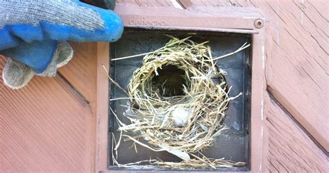 Bird Nest Relocation And Vent Disinfection A Safe Solution For Our Client In North York ON