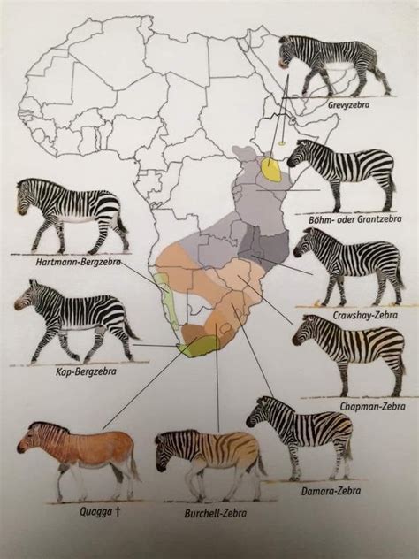 Zebra Classification Levels
