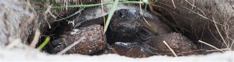 Gopher Tortoises A Keystone Species And Important Native Neighbor Uf Ifas Extension Lake County