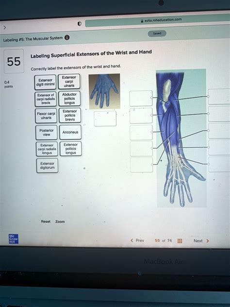 Solved Labeling 5 The Muscular System Labeling