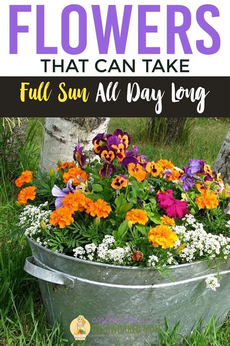 Vibrant Sun Loving Flowers