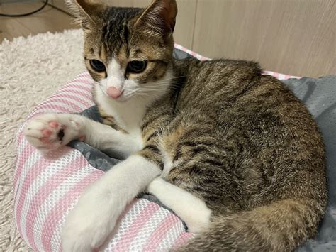 通信制転校塾かサポ校か話し合います 二浪日記大学付属中高一貫だったのに二浪した息子の母の愚痴日記