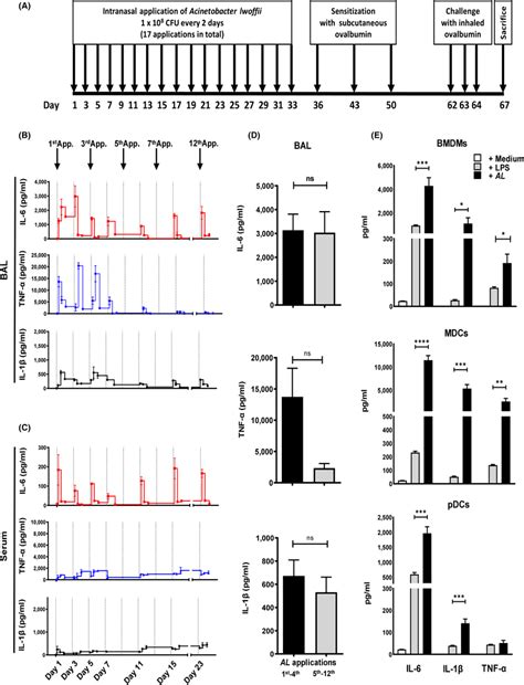 Repeated Intranasal Administration Of Acinetobacter Lwoffii Al