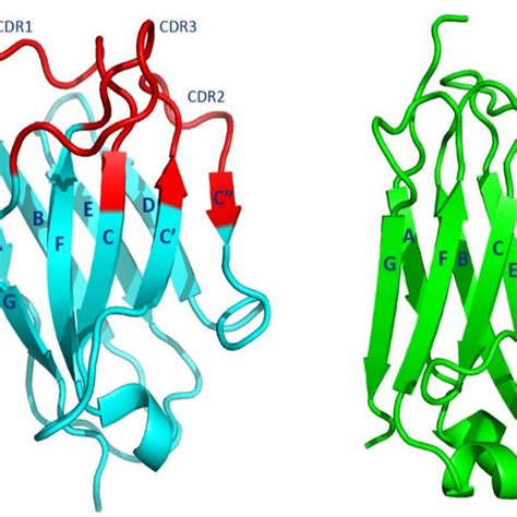 The Hinge Sequences Of Human Igg Isotopes Illustrating The Upper Core