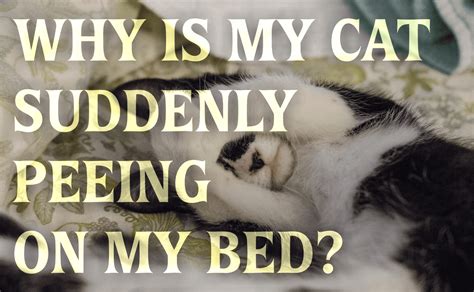 Why Do Kittens Pee On The Bed At Kirk Jackson Blog