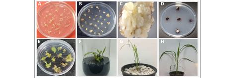 Callus Induction Transformation Regeneration And Acclimatization