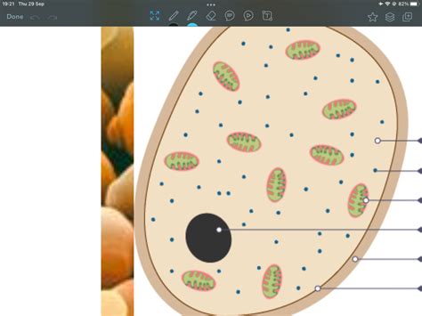 Diagram Of Biology Cells Eukaryotic Cells Yeast Cells Quizlet