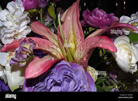 Lilium oriental siberia hi-res stock photography and images - Alamy