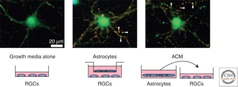 Astrocytes Control Synapse Formation Function And Elimination Pmc