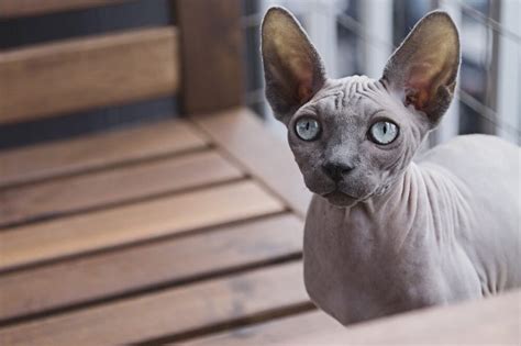 Sphynx Cat Breed Facts Origin History And Personality Traits