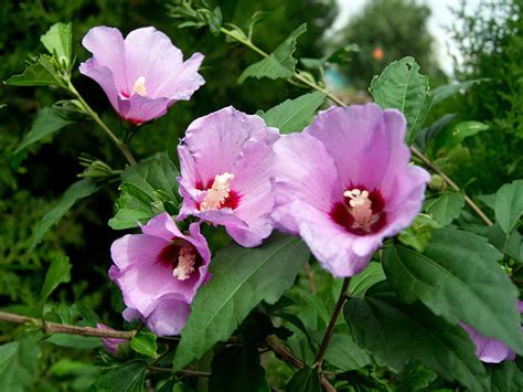 5 Best Flowering Shrubs For Summertime
