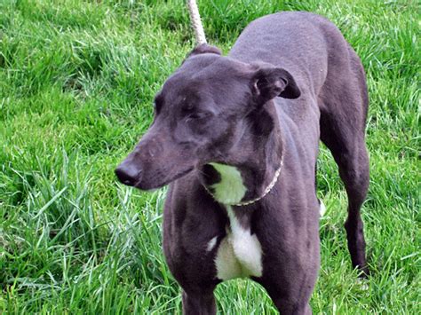 Small Greyhound Brambleberry Greyhounds