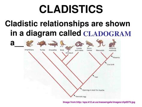 Ppt Cladistics Powerpoint Presentation Free Download Id 3316328