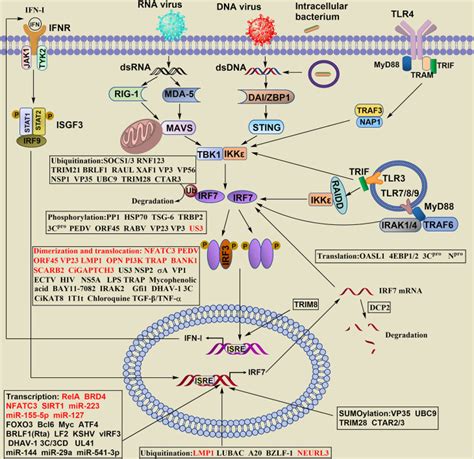 Irf7 Role And Regulation In Immunity And Autoimmunity Pmc
