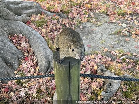 木の柵の上からこちらを見ているリスの写真•画像素材の写真・画像素材 6996292 Snapmart（スナップマート）