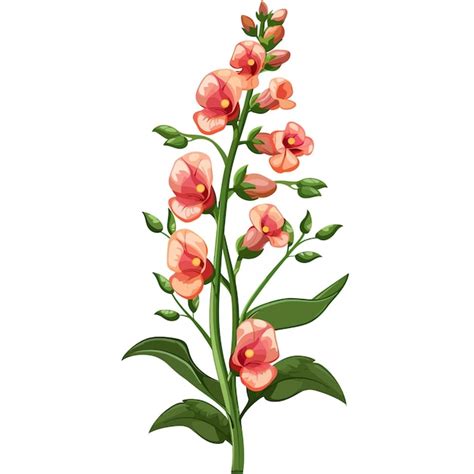 Premium Vector Snapdragon Flowers