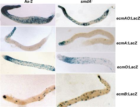 Figure 2 From A Setmynd Chromatin Re Modelling Protein Regulates