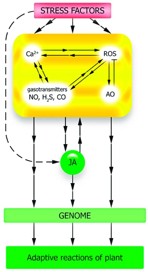 Involvement Of Key Cellular Signaling Mediators In Jasmonate Induced