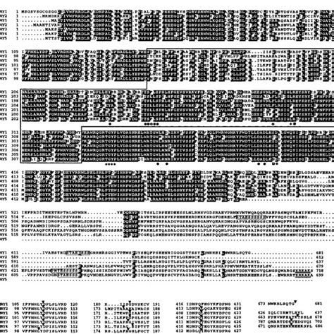 Alignment Of Amino Acid Sequences Of Arabidopsis And A Download