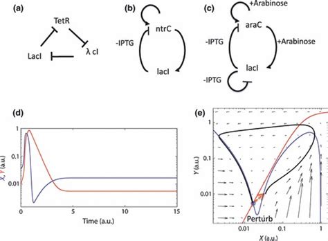 Synthetic Circuits That Generate Oscillatory Gene Expression Follow A