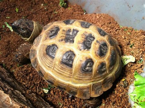 Quick Question About Shell Rot And Shedding Tortoise Forum