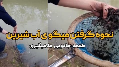نحوه گرفتن میگوی آب شیرین برای صید انواع ماهی طعمه جادویی ماهیگیری