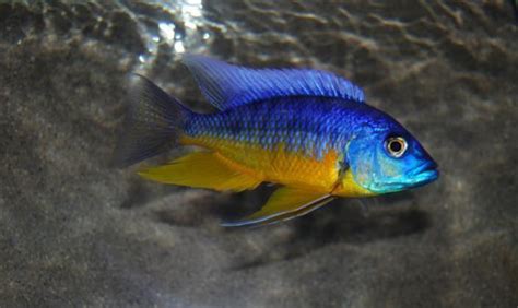 Protomelas Spilonotus Alchetron The Free Social Encyclopedia