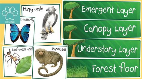 Rainforest Layers Sorting Activity Rainforest Activities Sorting