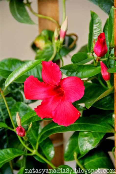 Natasya Nadia Bunga Mandevilla