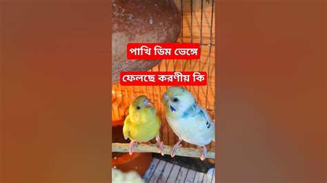 বাজরিগার পাখি নিজের ডিম ভেঙ্গে ফেলছে করণীয় কি Birds Budgerigar