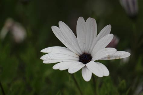 Avasantha Kumar 摄影