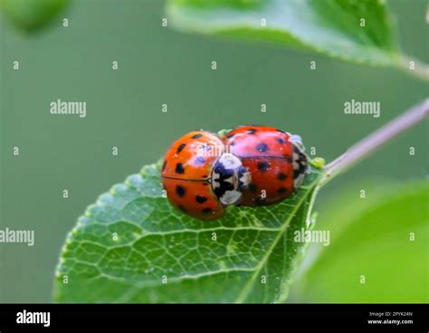 Two Ladybirds Mating On A Leaf Of A Tree Stock Photo Alamy