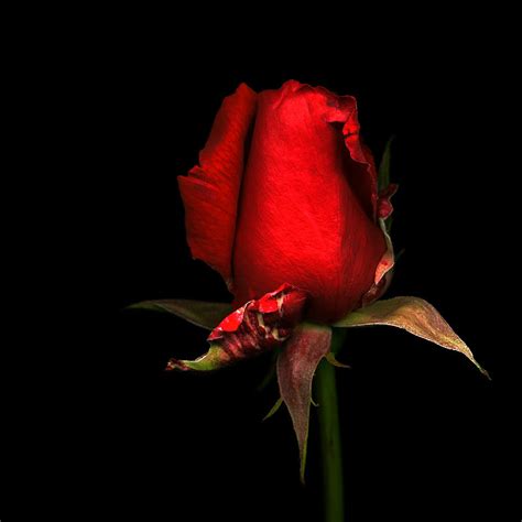 عکس سیاه و سفید از گل سایت عکس