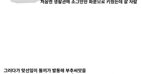 난쟁이가 쏘아올린 작은 공 만화 세리에매니아