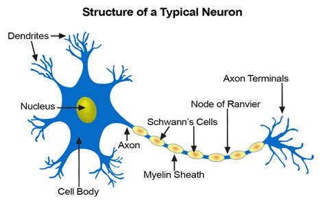 Nervous Tissue Definition Structure Location Characteristics Types Functions Biology