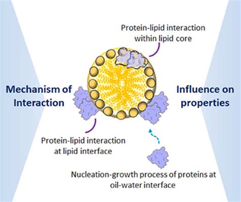 Role Of Lipids In Protein Function And Co Evolution Civilsdaily