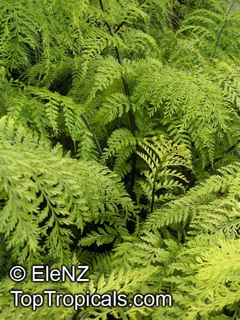 Asplenium Bulbiferum Mother Spleenwort