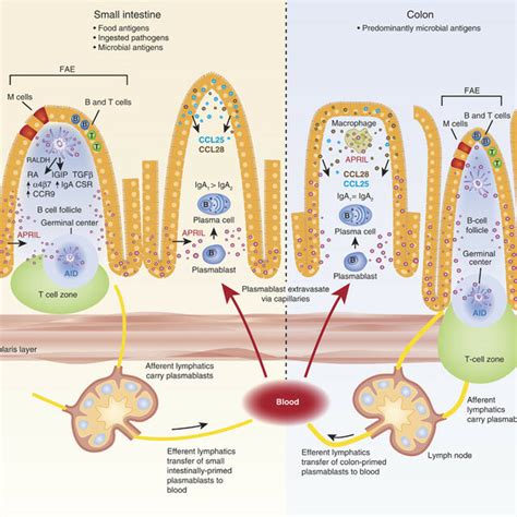 Immune Responses In The Intestine Are Initiated In Gut Associated