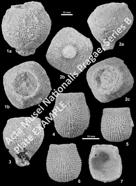 Fossil Imprint Example At Nicole Webber Blog